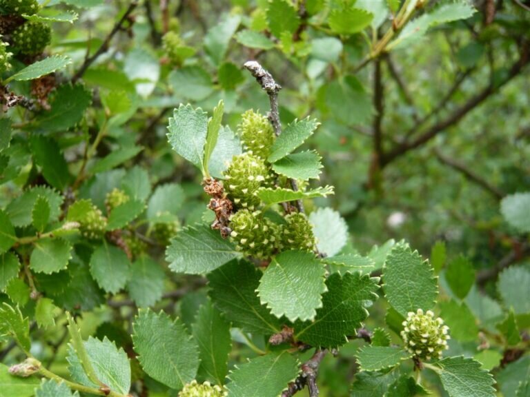 Берёза низкая | Лесной фонд России